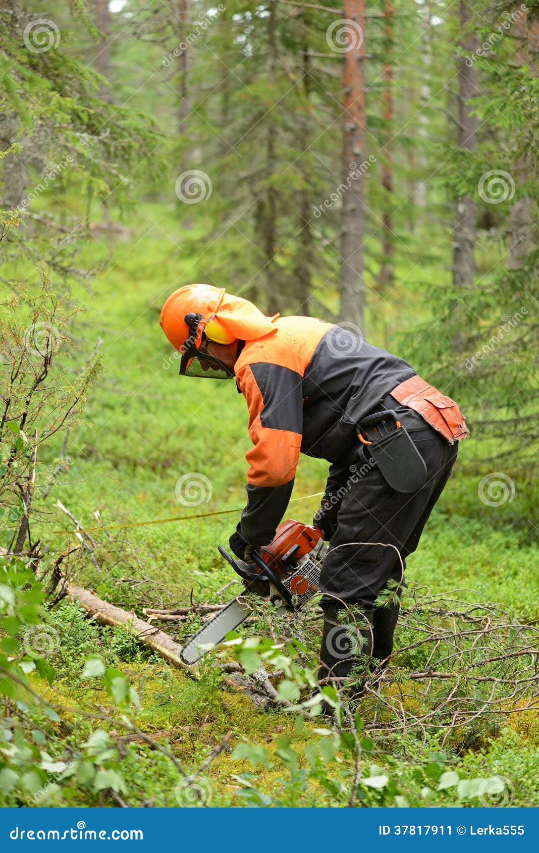 Woodcutter Cuts the Branches Cut Tree Chainsaw Stock Image - Image of ...
