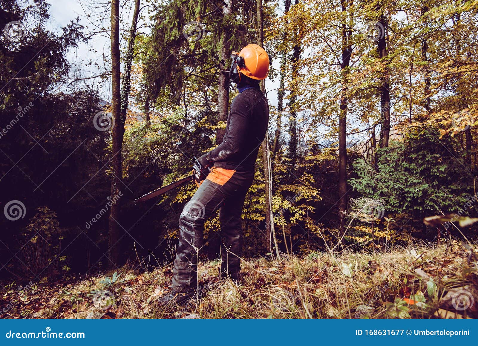 Woodcutter Man with Chainsaw in the Forest Stock Image - Image of logs ...