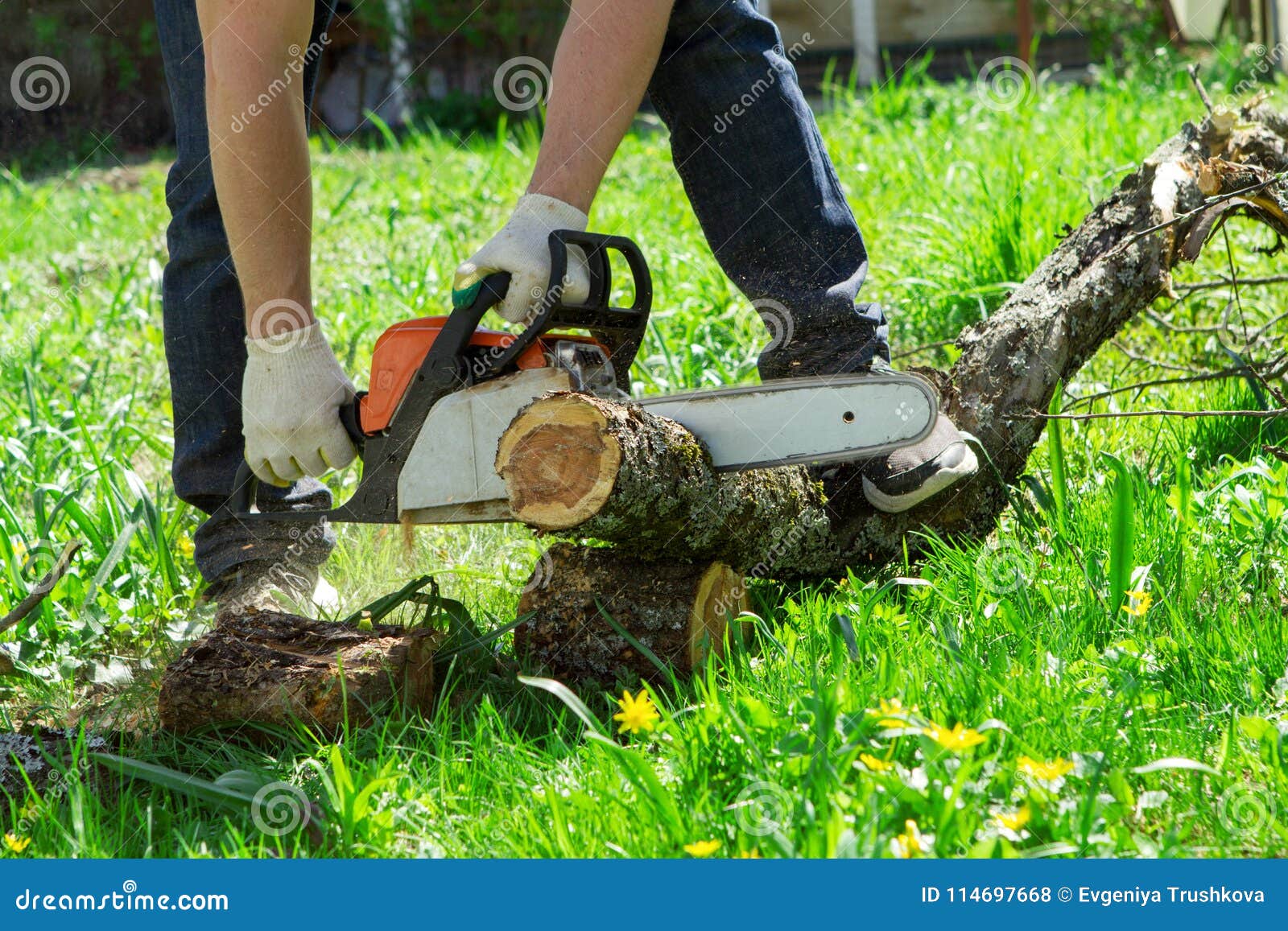 Sawing chainsaw tree stock photo. Image of construction - 114697668
