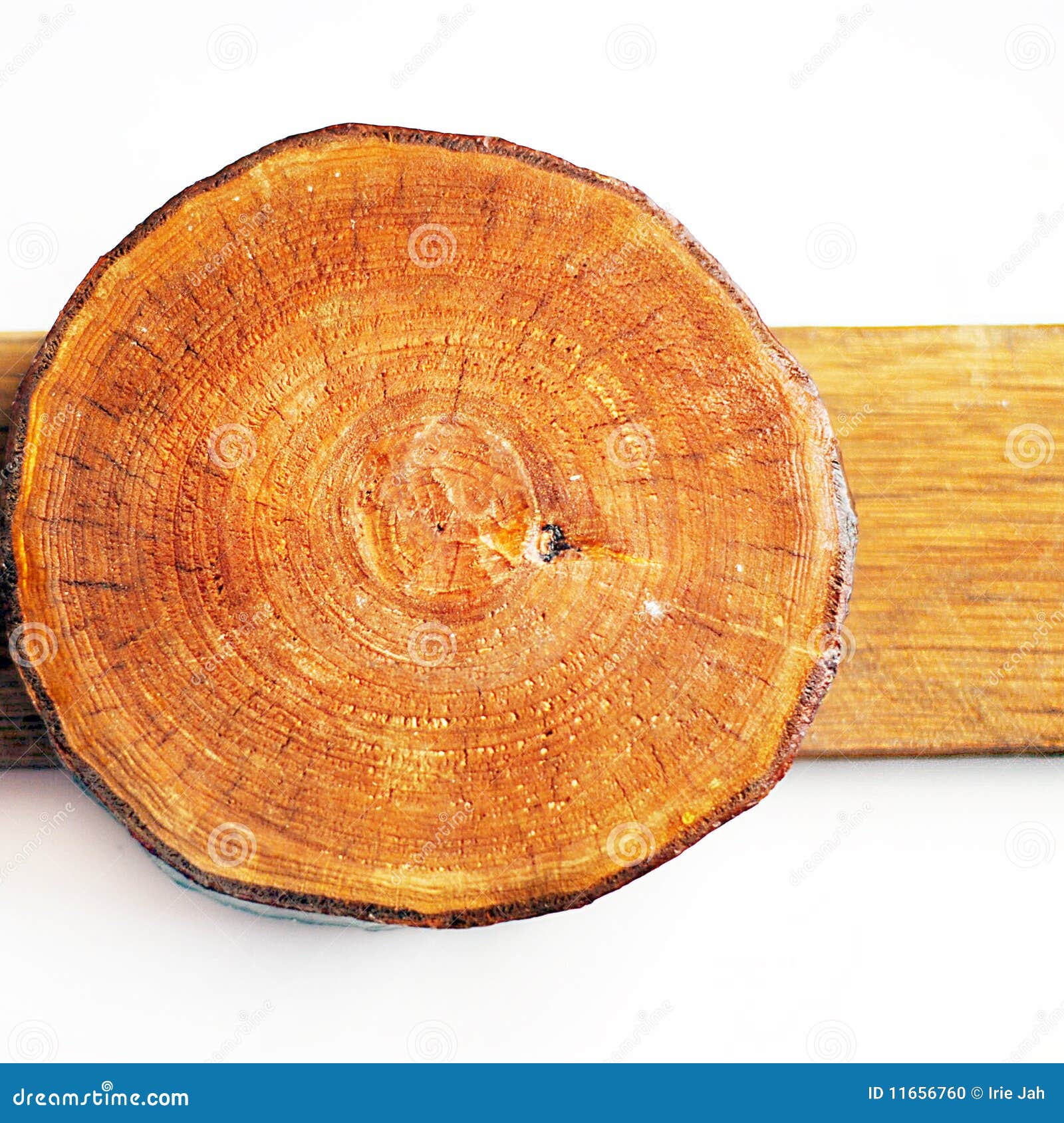Woodden annual growth ring stock photo. Image of process - 11656760