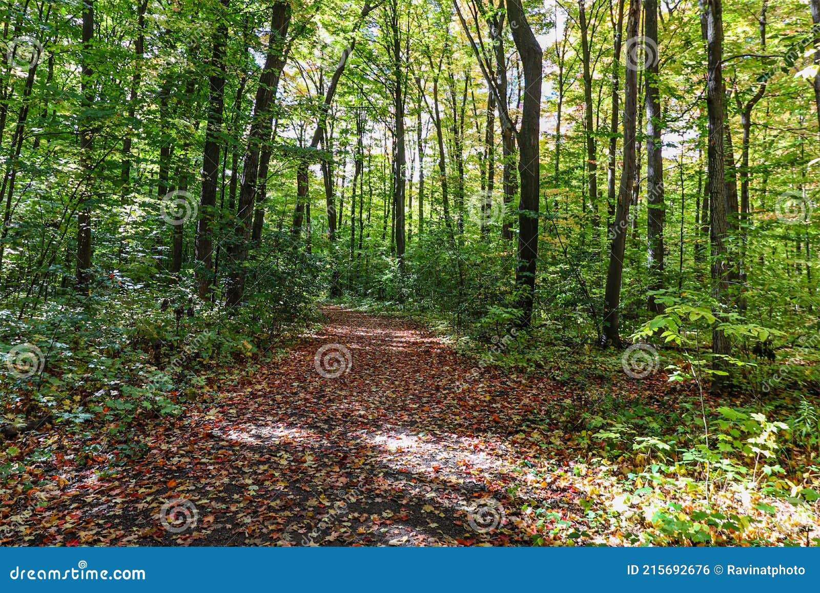 Wooded Area Path Covered with Colorful Fall Leaves, on, Canada Stock ...