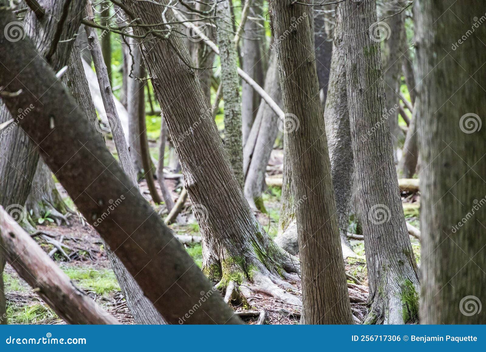 Wooded Forest Full of Trees in the Summer Stock Photo - Image of wood ...