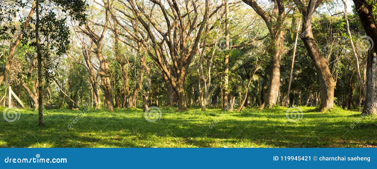 Wooded Forest Trees Backlit by Golden Sunlight before Sunset. Stock ...