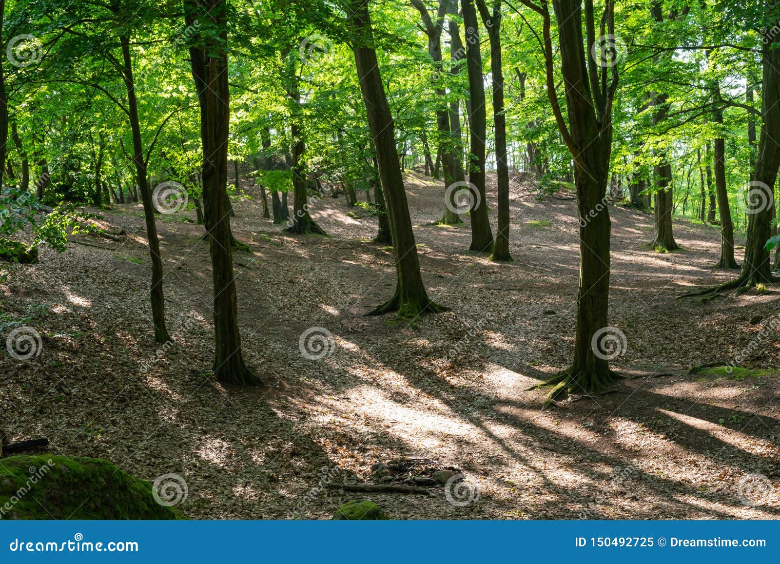 Wooded Forest Trees Backlit by Sunlight Stock Image - Image of ...