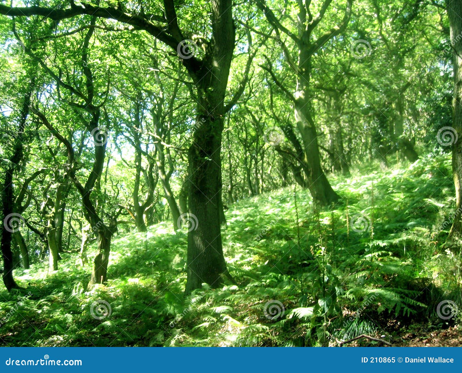 Wooded hillside stock image. Image of vibrant, alive, green - 210865