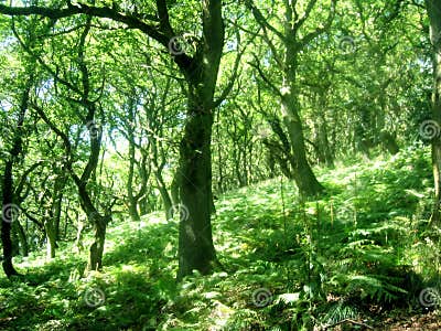 Wooded hillside stock image. Image of vibrant, alive, green - 210865