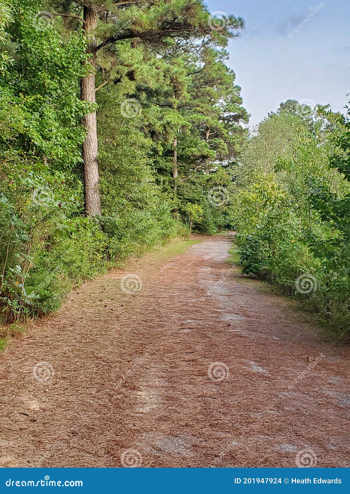 Wooded natural journey stock photo. Image of waterway - 201947924