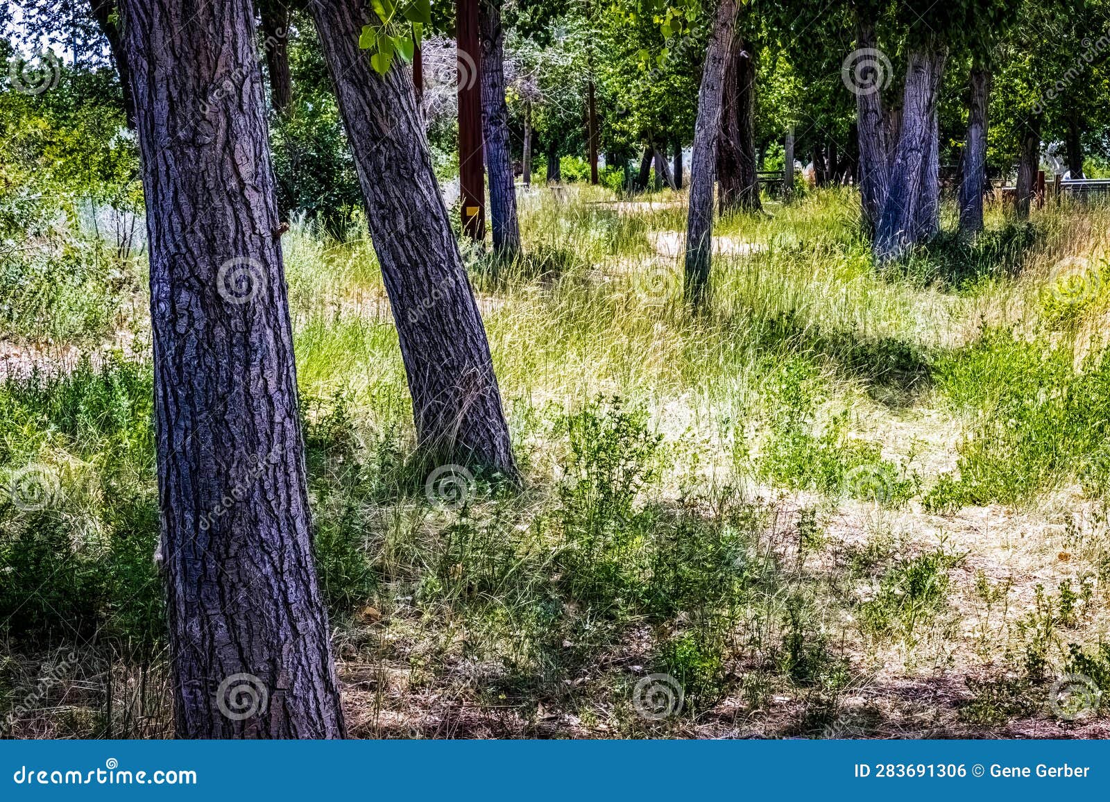 A Wooded Park stock photo. Image of natural, scenery - 283691306