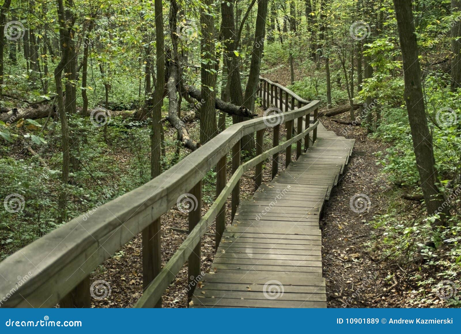 Wooded Path stock image. Image of trees, monmouth, park - 10901889 Wooded Path stock image. Image of trees, monmouth, park - 10901889