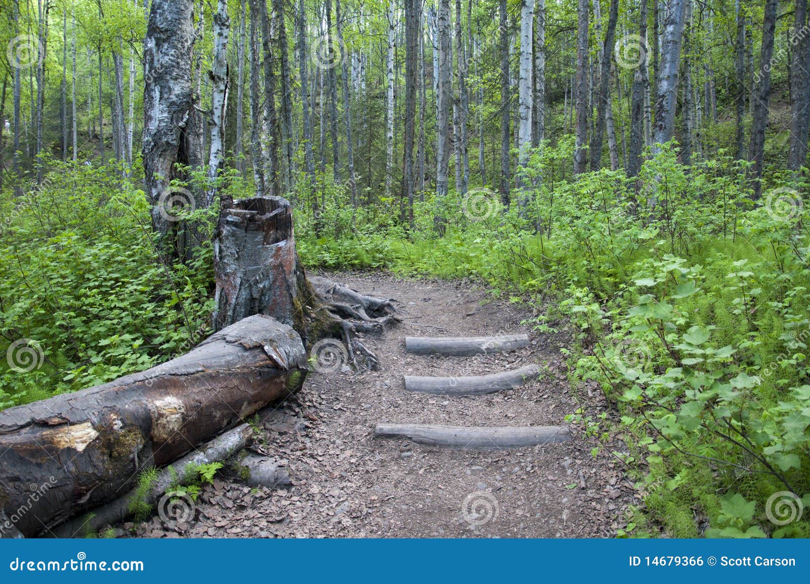 Wooded Path stock photo. Image of wood, path, step, fell - 14679366