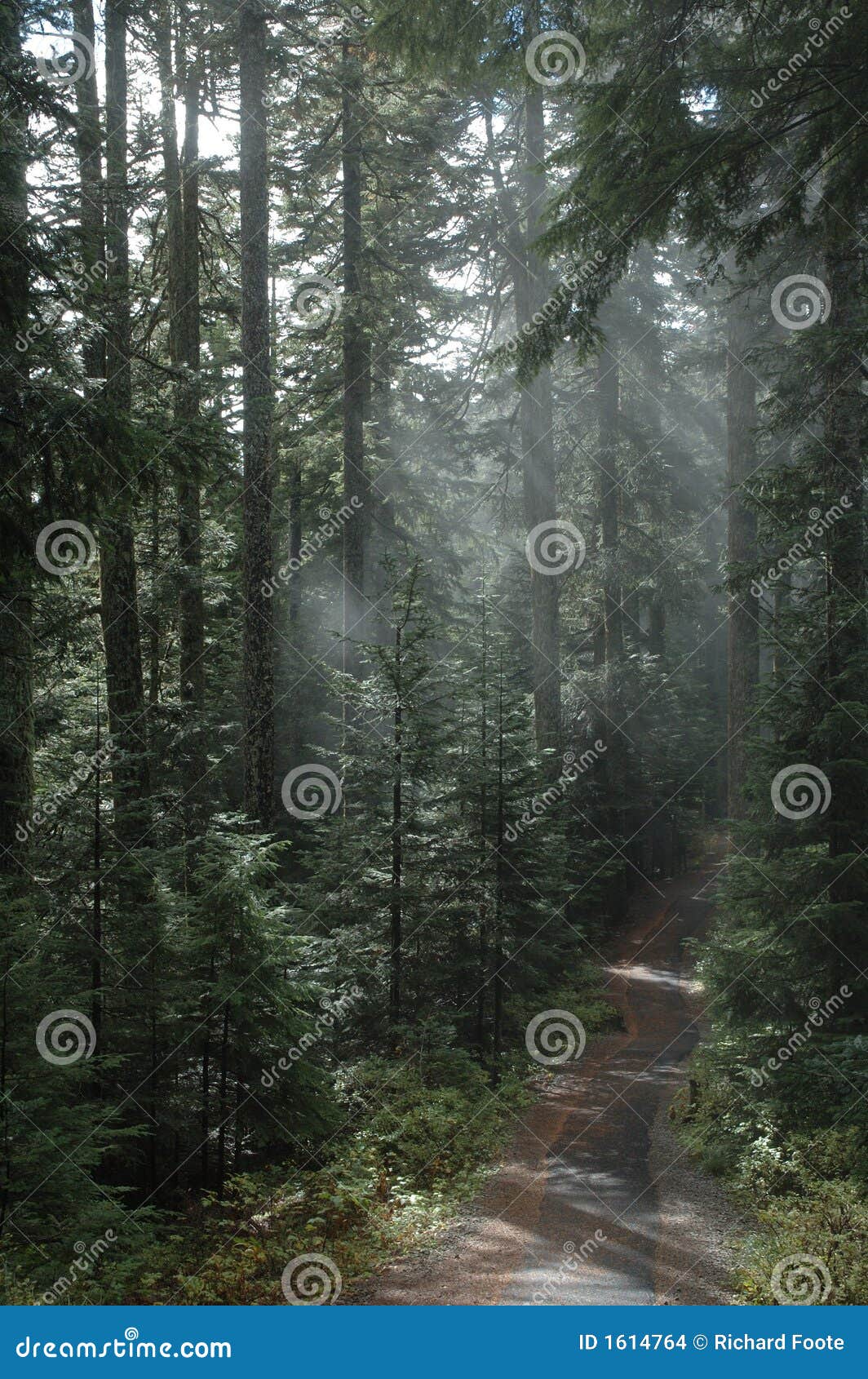 Wooded Path stock photo. Image of tall, path, exploration - 1614764