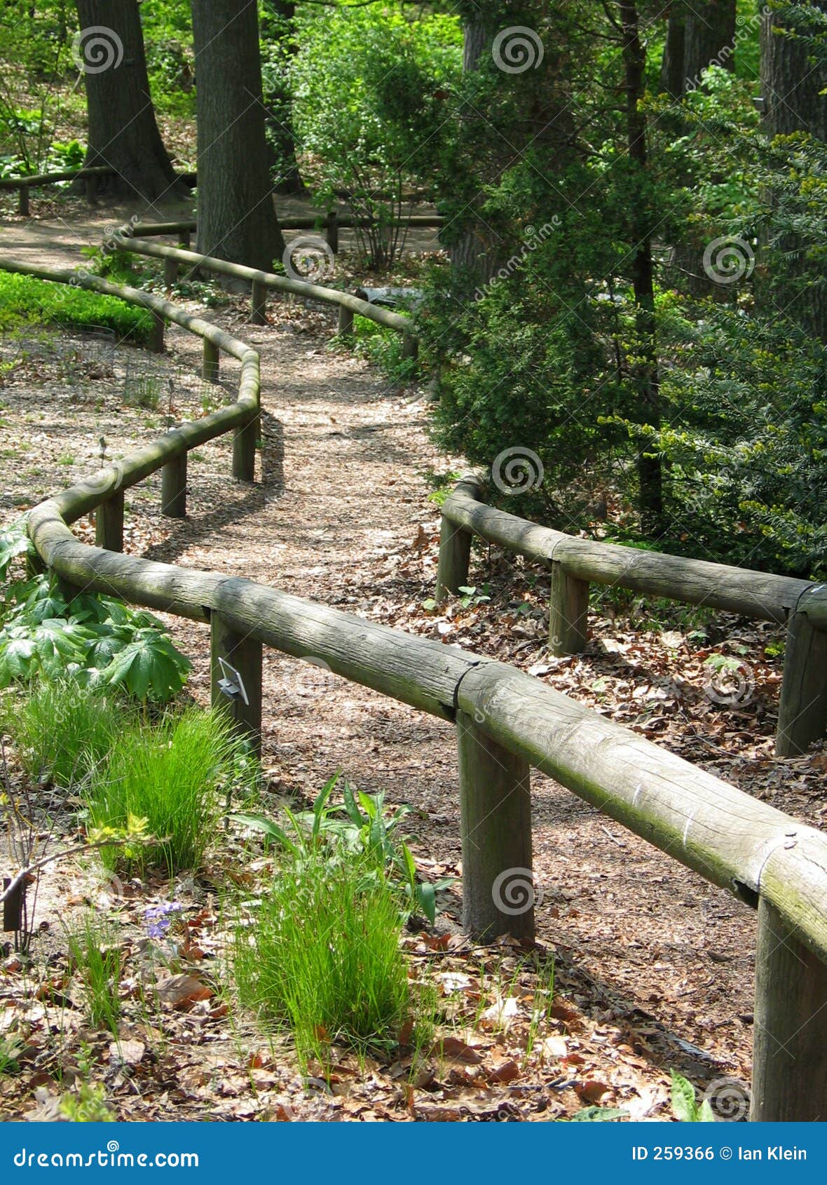 Wooded Path stock photo. Image of forest, path, railing - 259366
