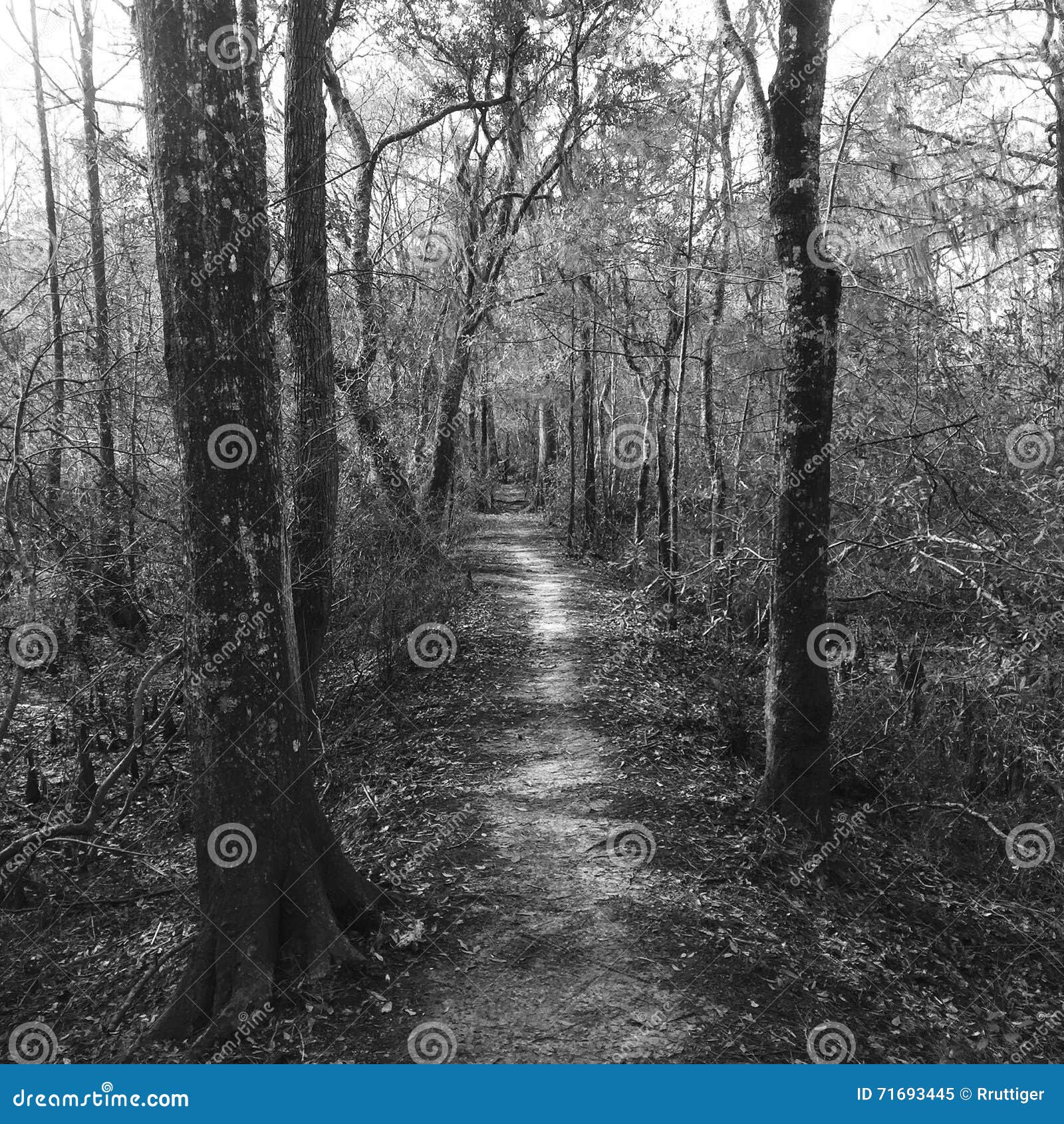 Wooded path stock image. Image of wooded, path, black - 71693445