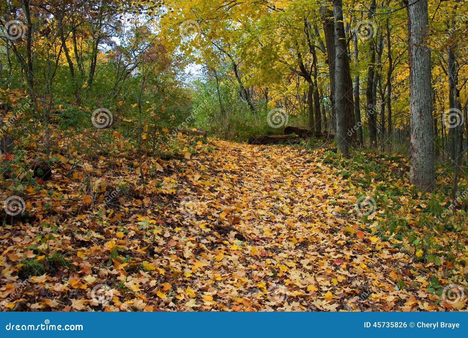 Wooded Path stock photo. Image of calendar, covered, nature - 45735826