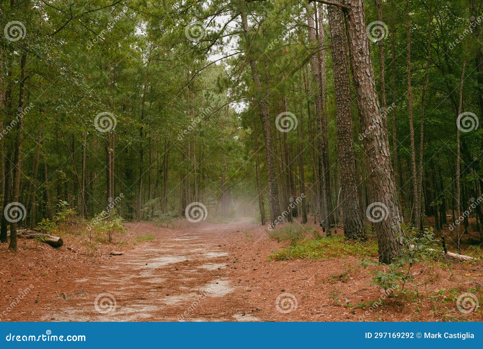 Wooded Path with Distant Mist and Tall Conifers Stock Photo - Image of ...