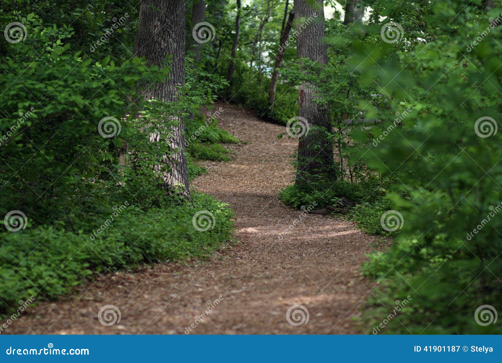 Wooded Path stock image. Image of wooded, nature, hiking - 41901187