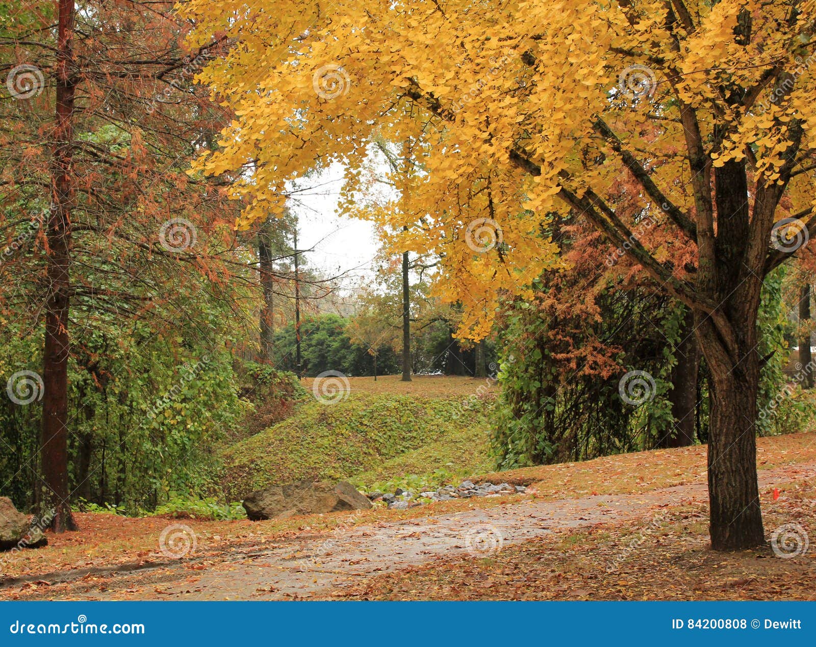 Wooded path stock photo. Image of bright, nature, intense - 84200808