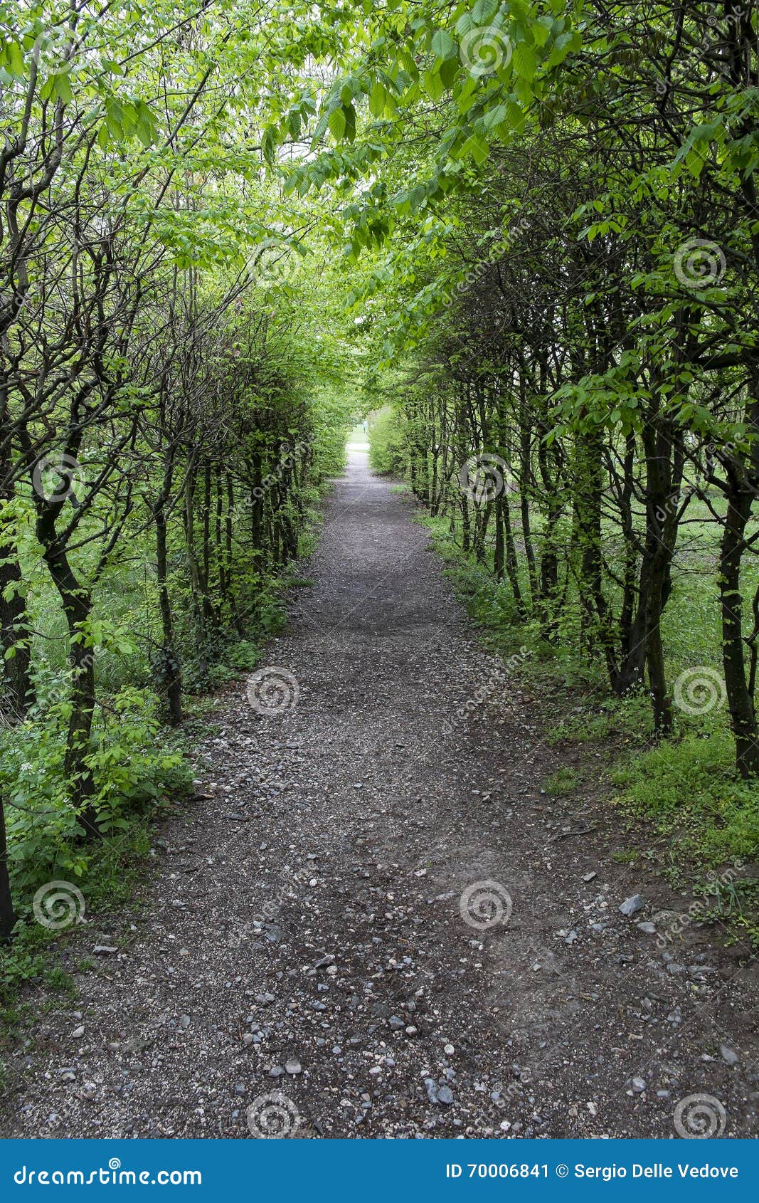 Wooded path stock image. Image of bright, alley, jungle - 70006841