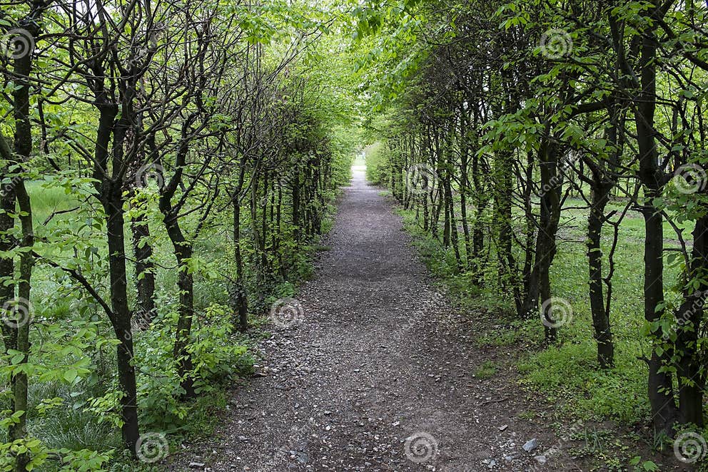 Wooded path stock photo. Image of environment, hiking - 70006868