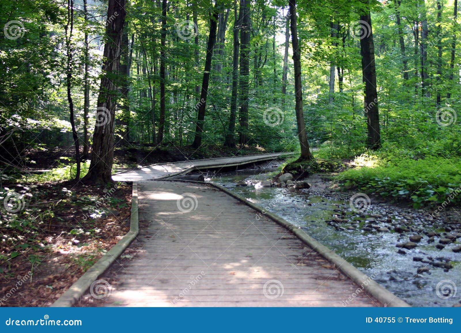 Wooded Pathway through Forest Stock Image - Image of trail, forest: 40755
