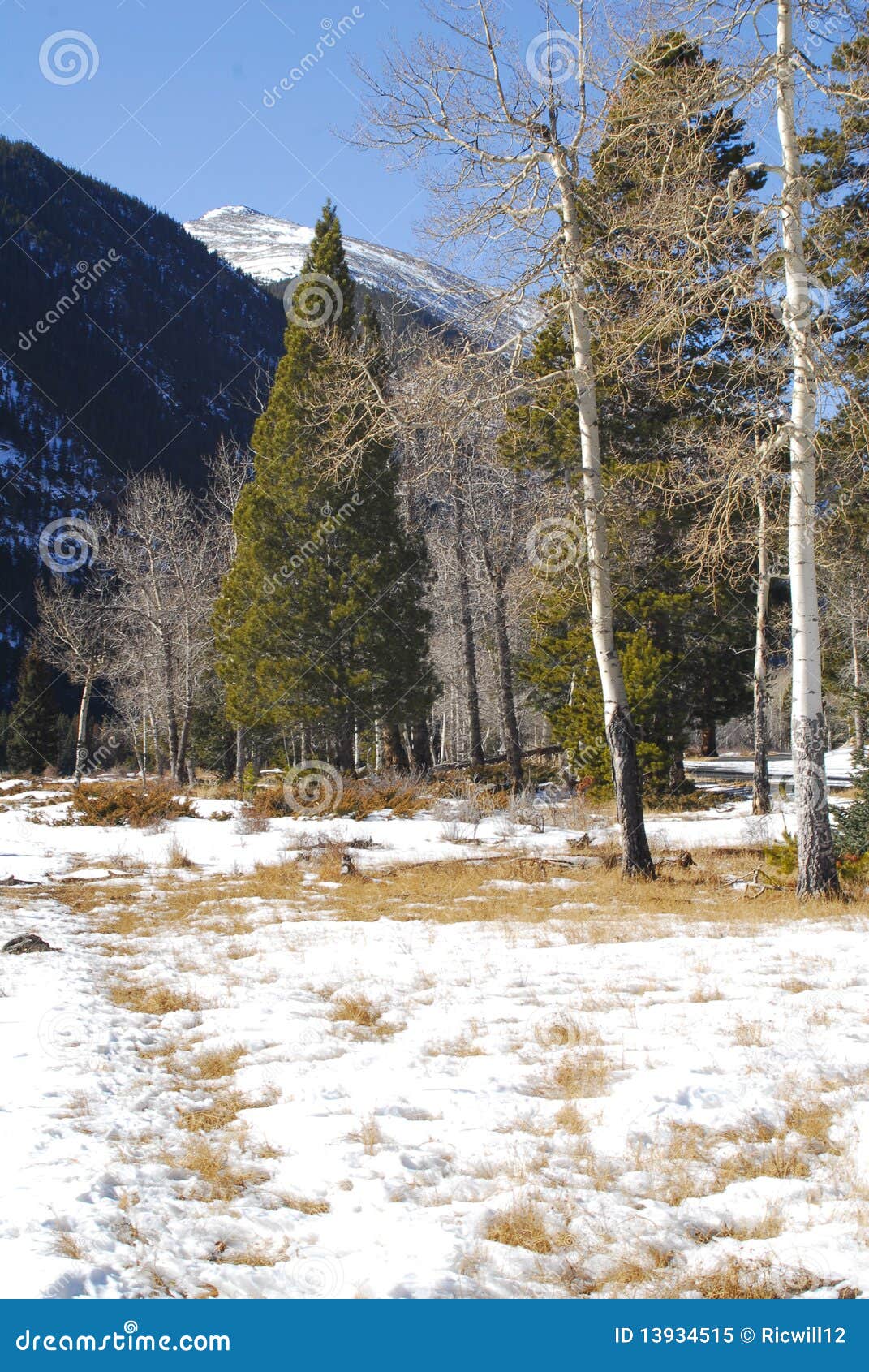 Wooded RS mountain view stock image. Image of aspens - 13934515