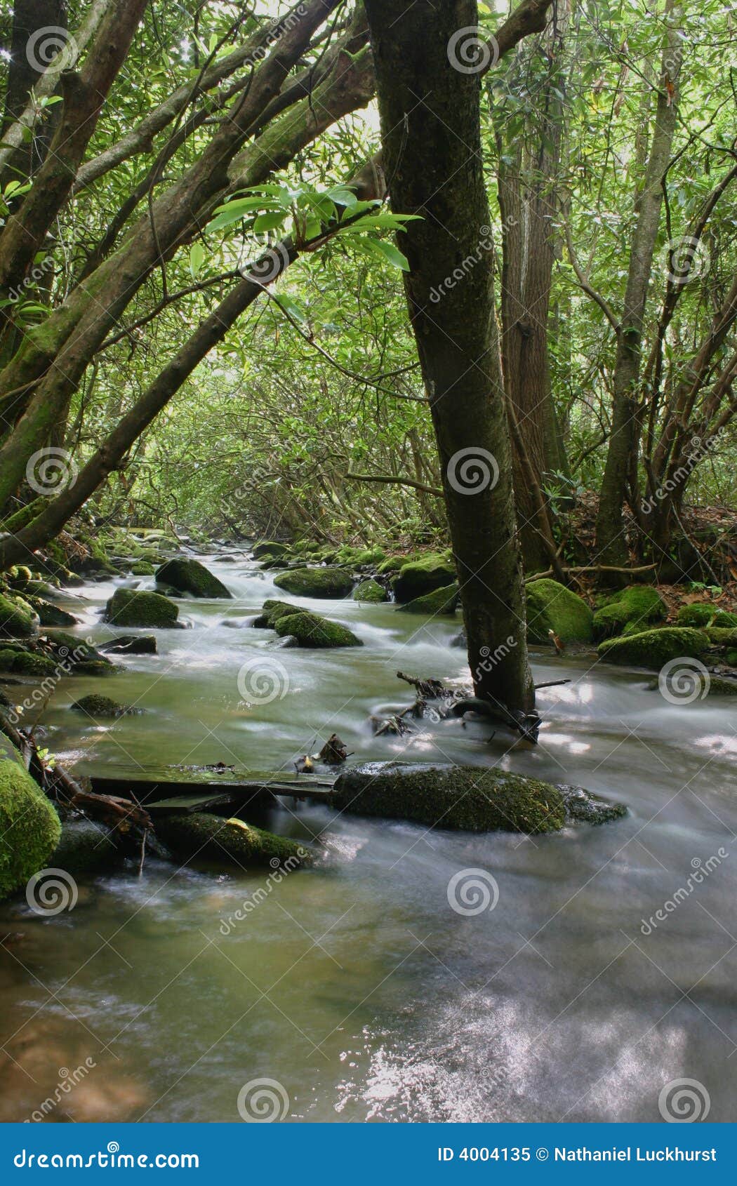 Wooded Stream stock image. Image of tennessee, nature - 4004135