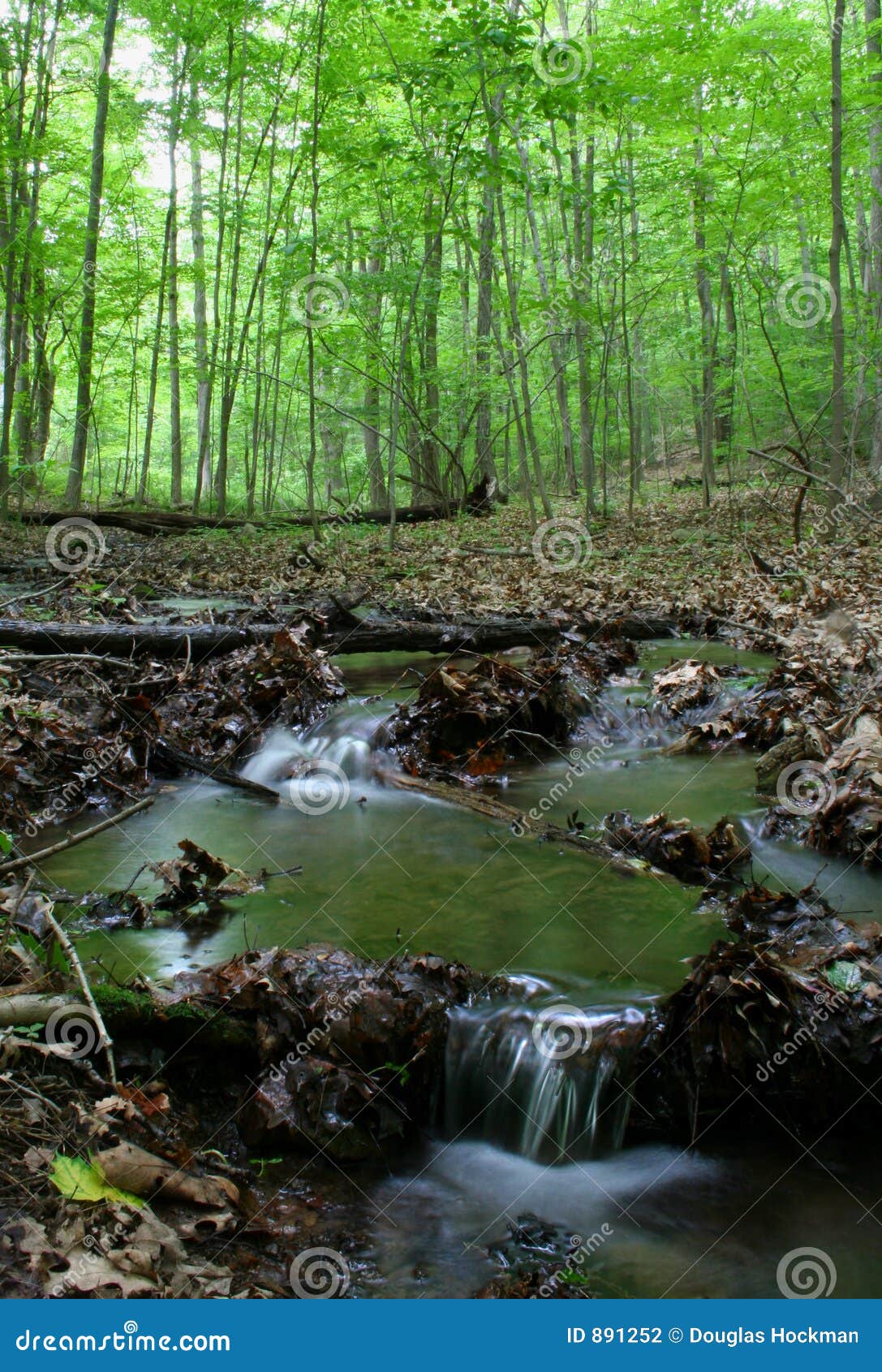 Wooded Stream stock photo. Image of green, stream, creek - 891252
