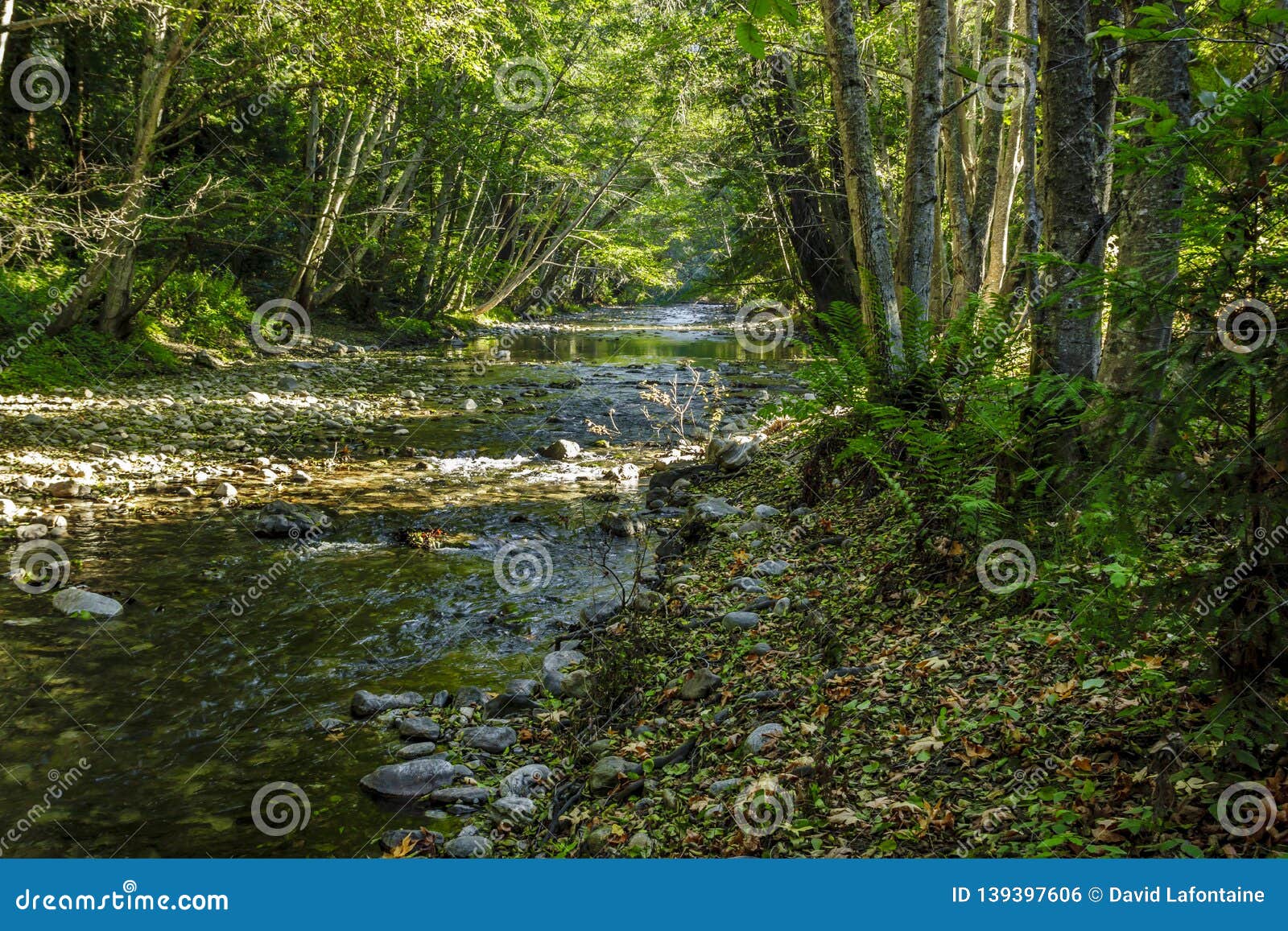 Wooded Stream with Filtered Sunlight Coming through Trees Stock Photo ...