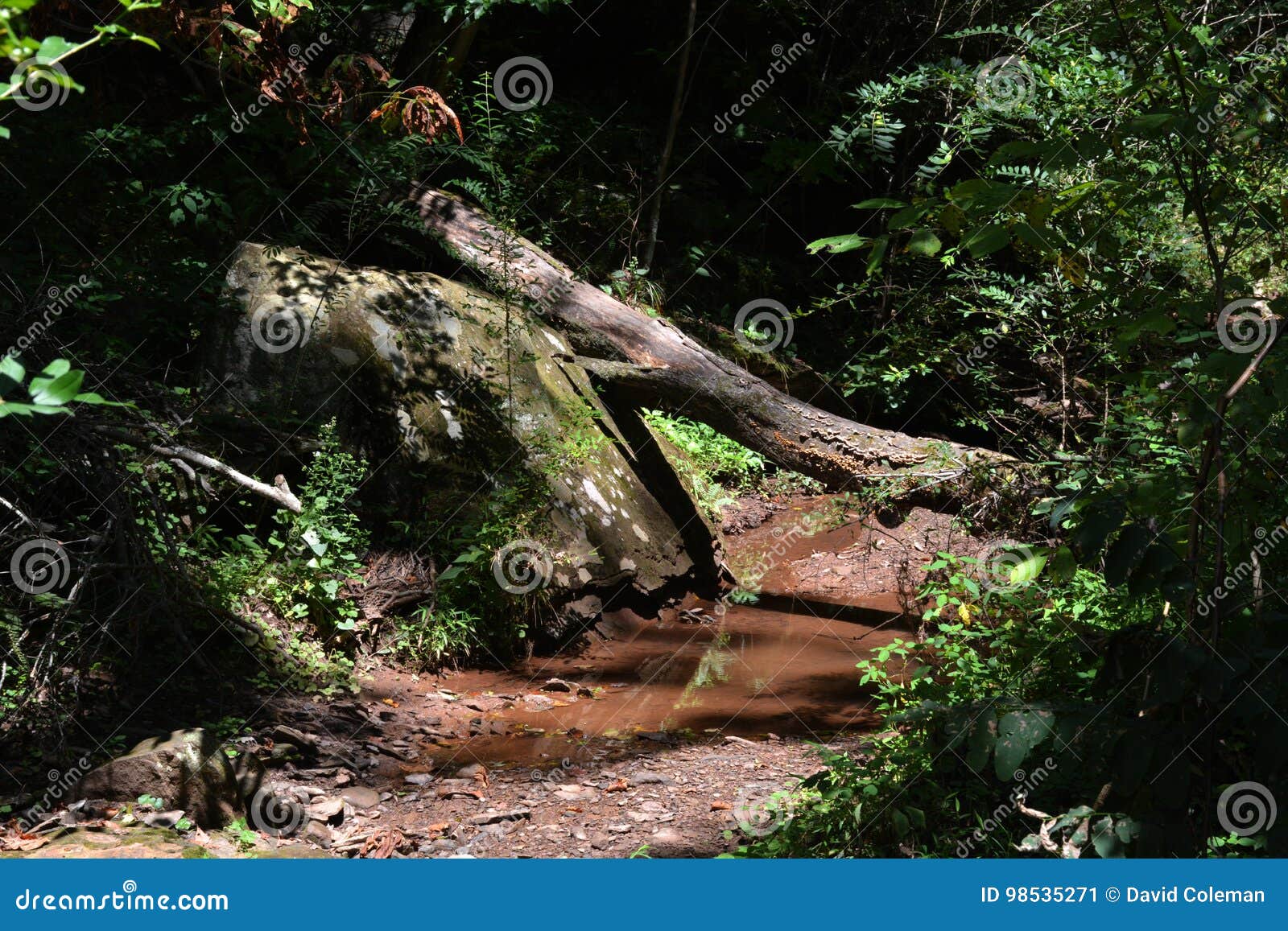 Wooded stream stock image. Image of landscape, creek - 98535271