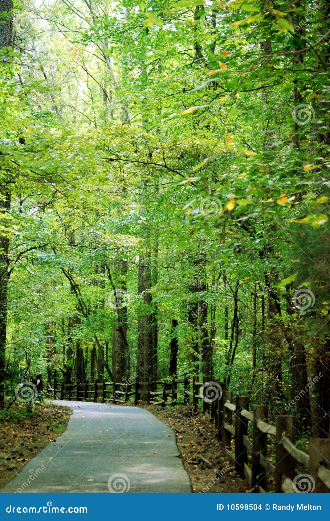 Wooded Trail stock photo. Image of walking, fences, trees - 10598504