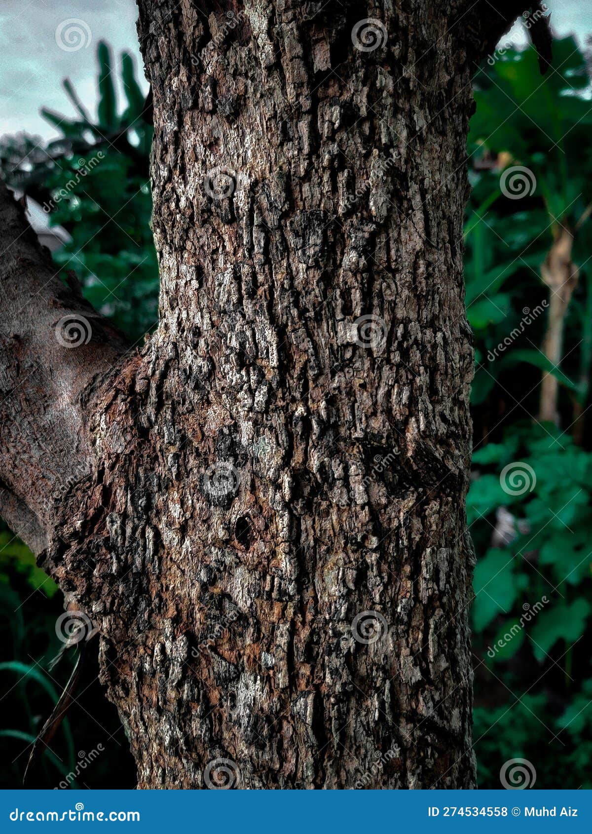 Wooded Tree Structure HD Sharp Stock Photo - Image of tree, sharp ...