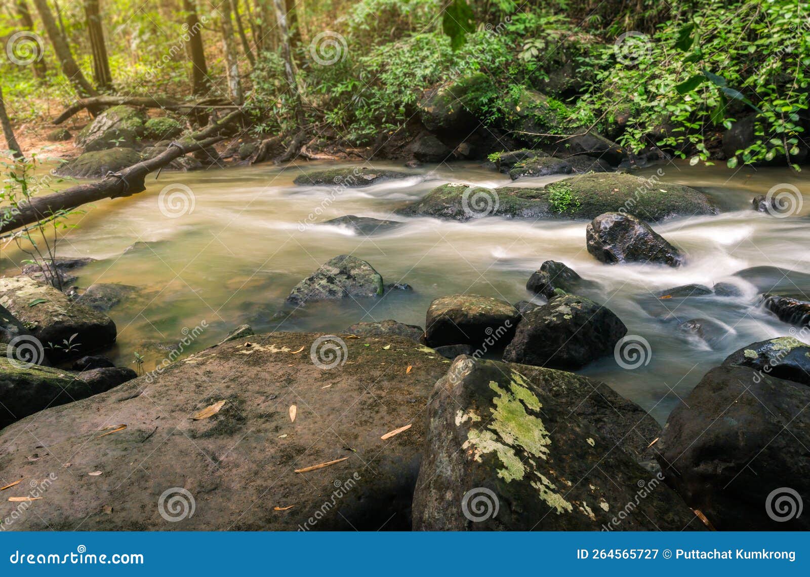 Wooded Trees and Rocks in the Forest with the Light from the Sunlight ...