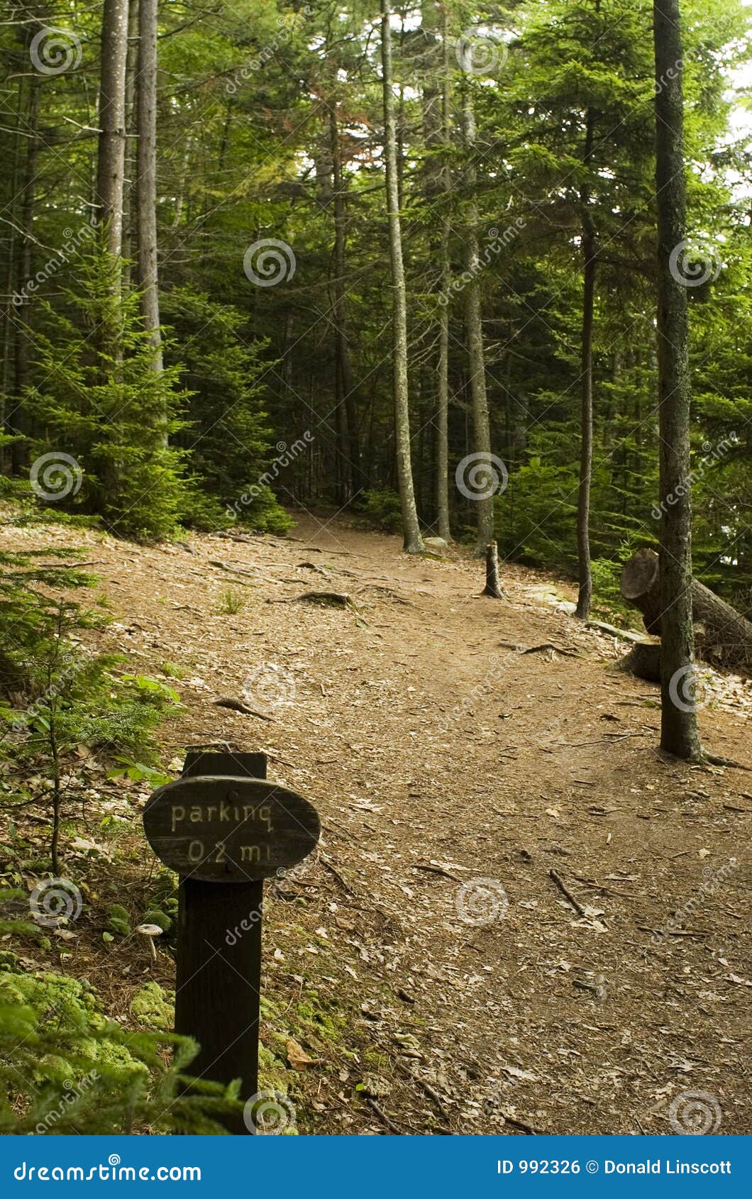 Wooded Walking Path stock photo. Image of scenic, beauty - 992326
