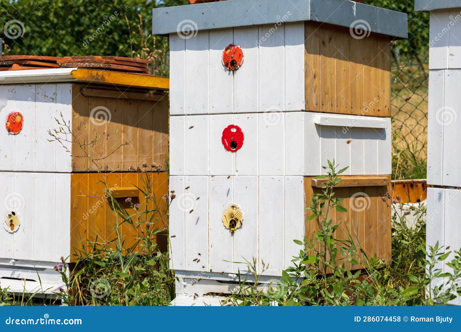Wooden Apiary in the Field. There are Bees Around the Apiary Stock ...