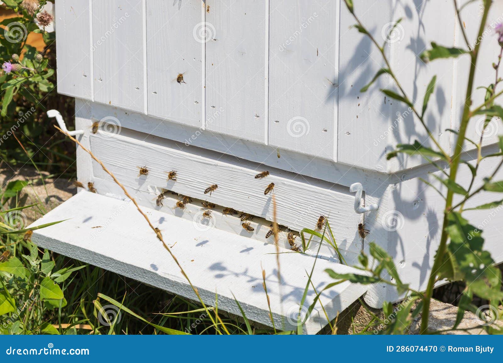 Wooden Apiary in the Field. There are Bees Around the Apiary Stock ...