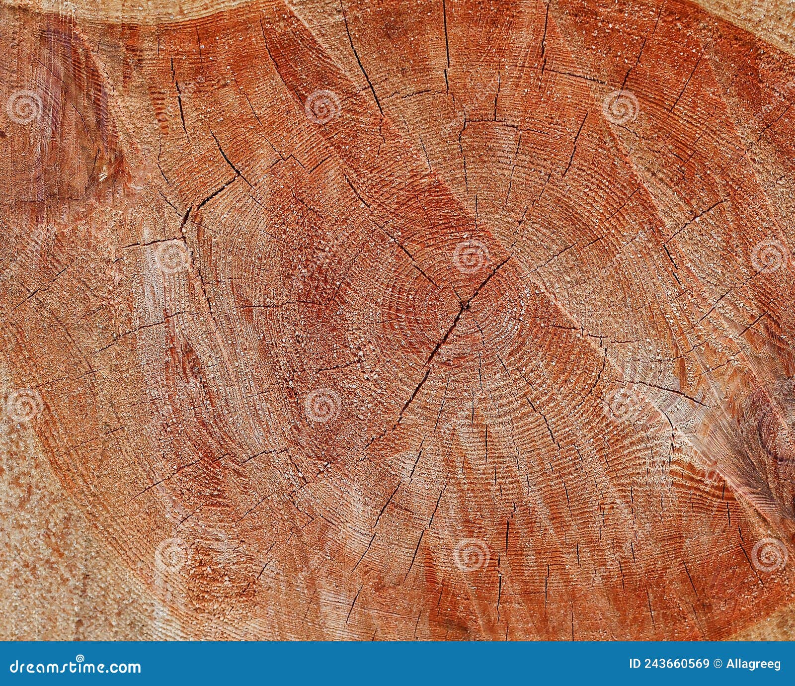 Wooden Background. Cross Section of the Tree Stock Image - Image of ...