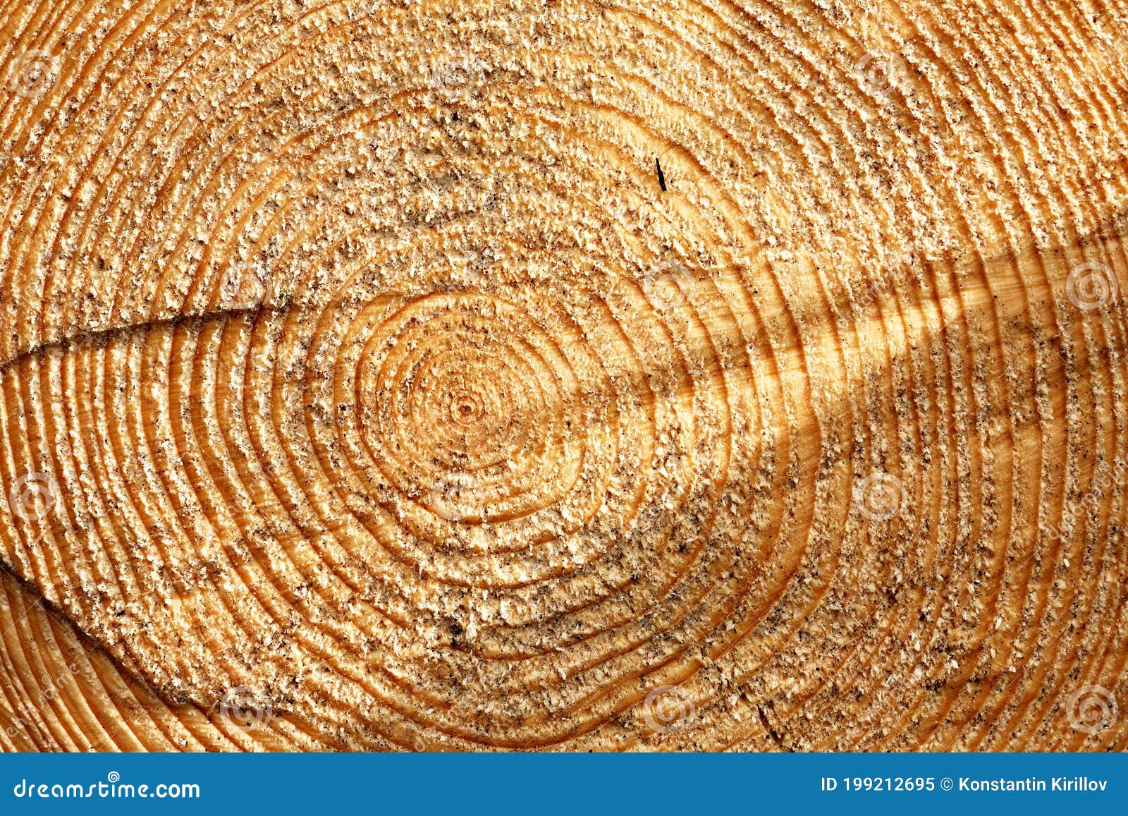 Cross-Section of Tree stock image. Image of household - 199212695