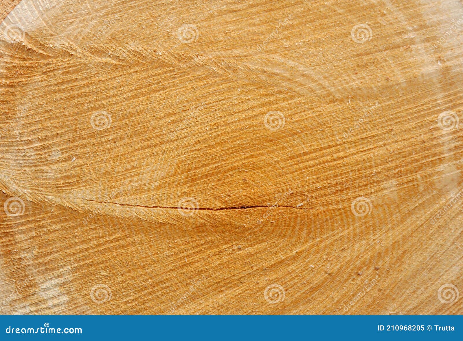 Cross Section through Tree Trunk Stock Image - Image of wooden, texture ...
