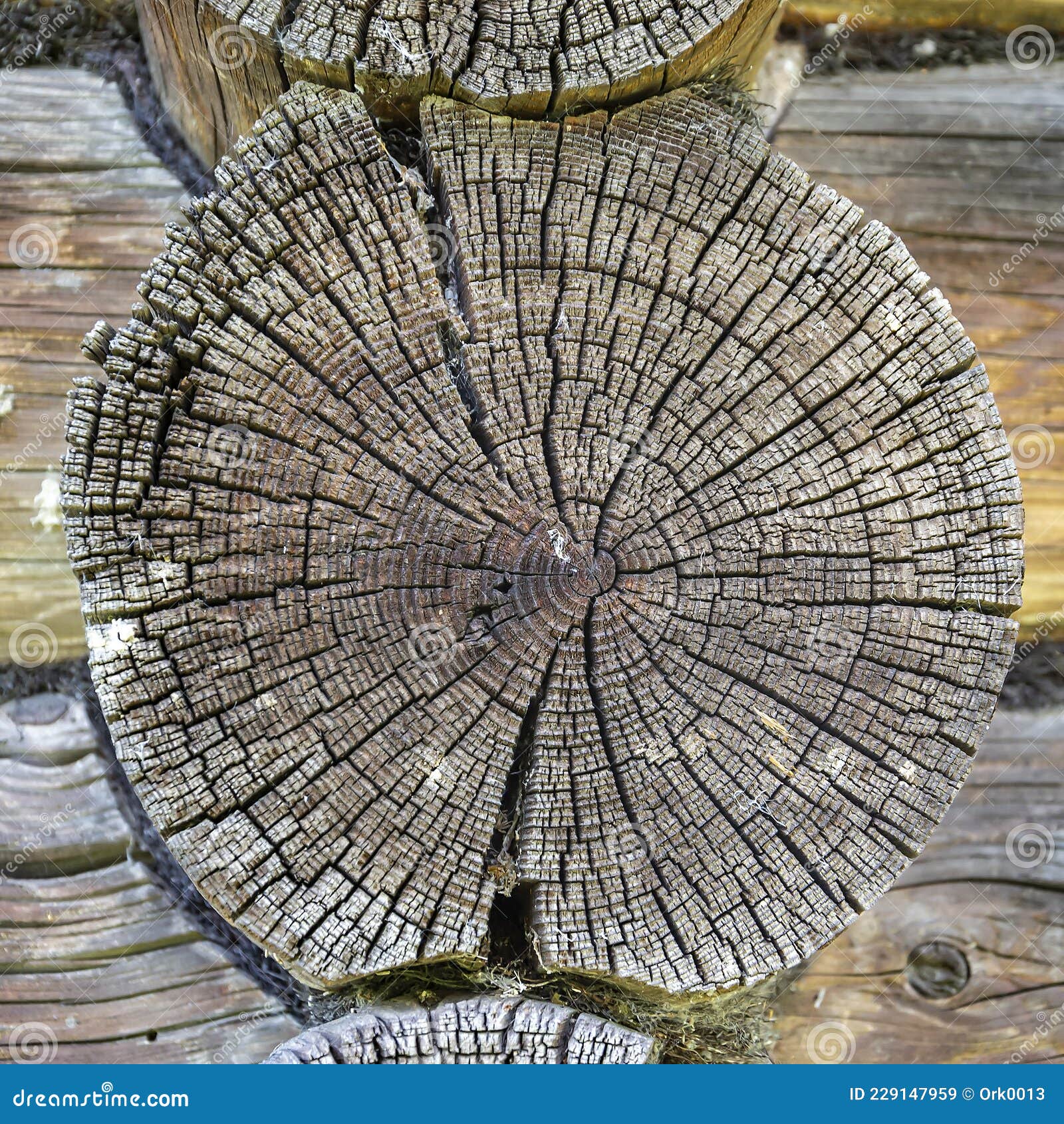 Wooden Background in the Form of a Cut of an Old Log Stock Image ...
