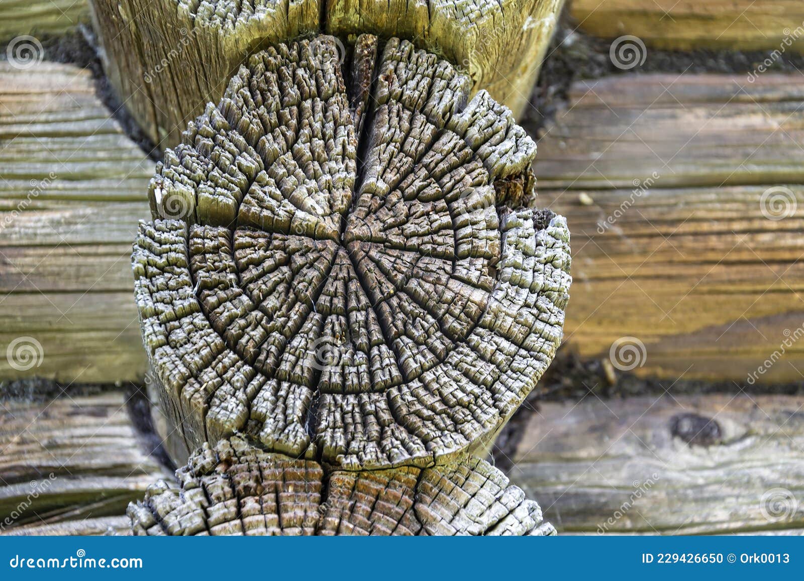 Wooden Background in the Form of a Cut of an Old Log Stock Photo ...