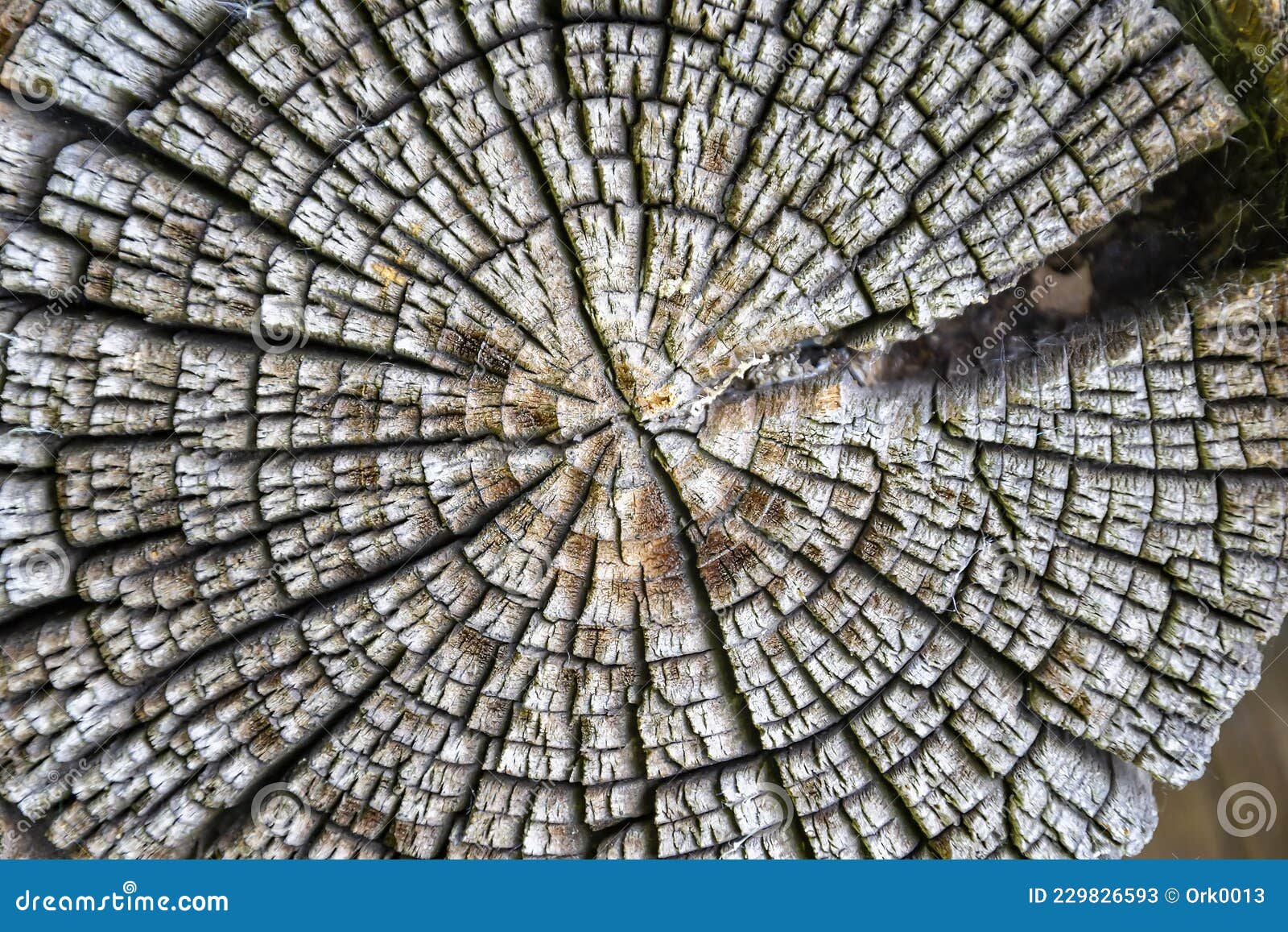 Wooden Background in the Form of a Cut of an Old Log Stock Image ...
