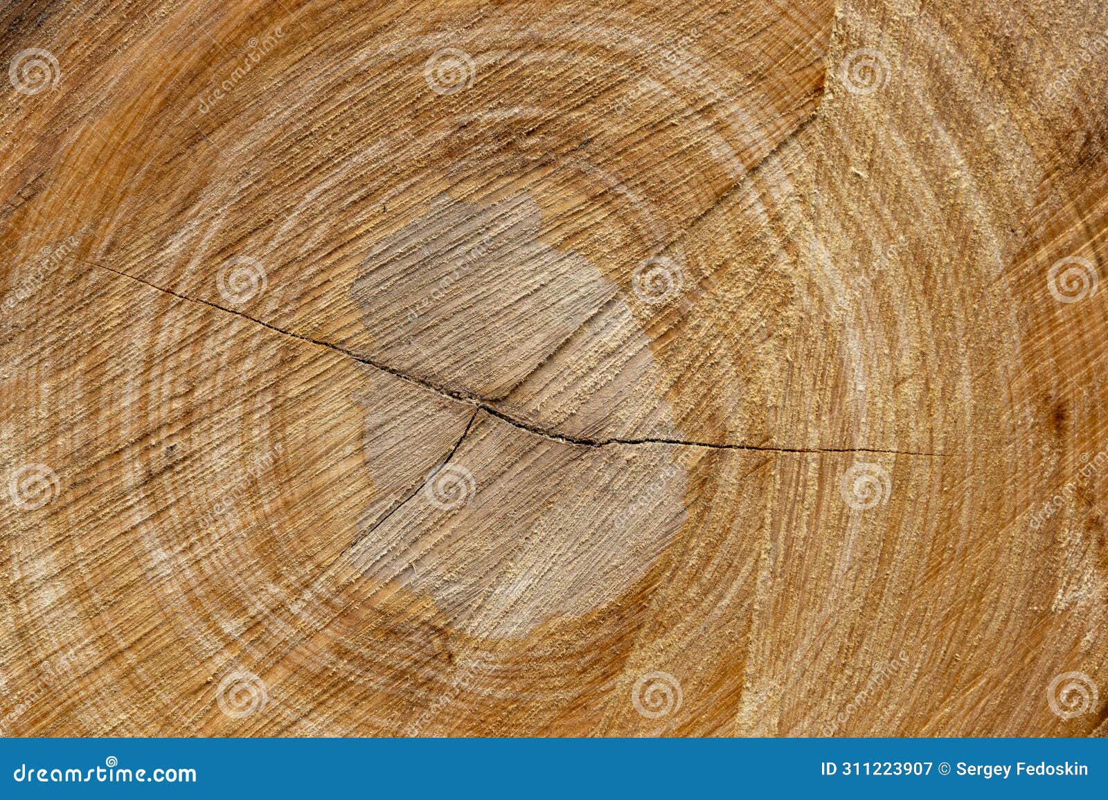 Wooden Background. Macro Wood Cross Section Stock Image - Image of ...