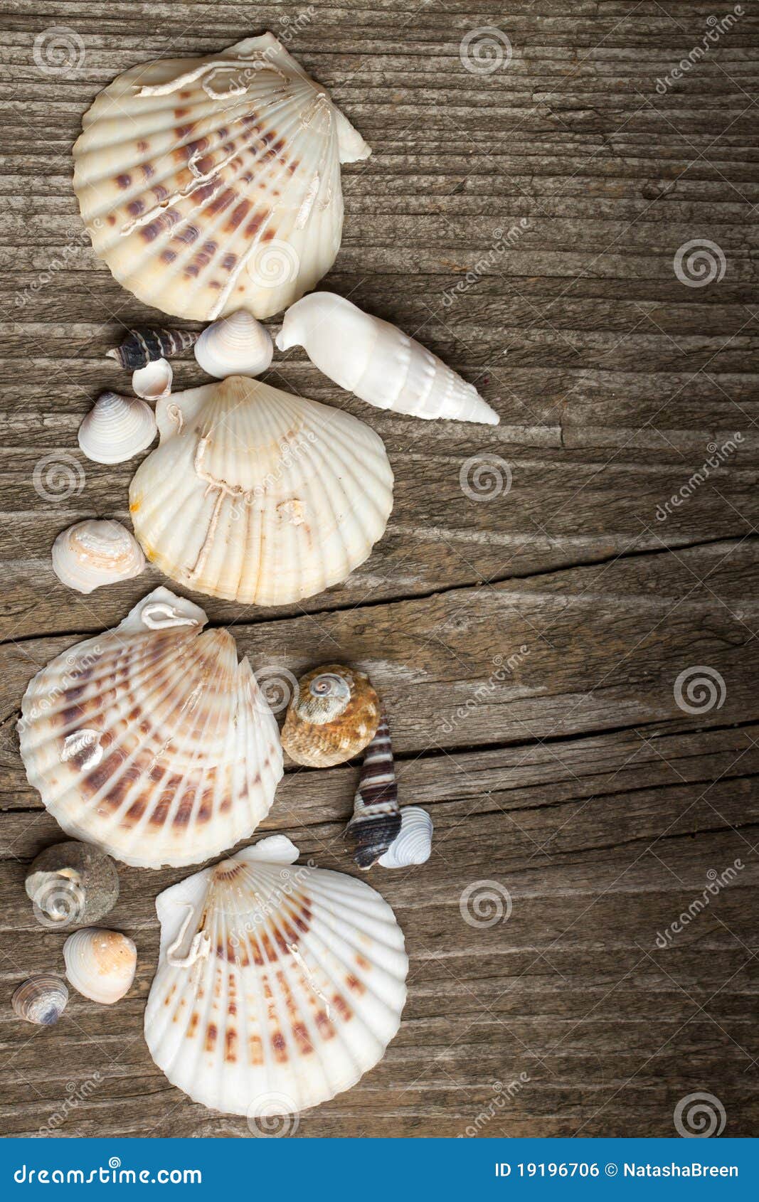 Wooden Background with Sea Shells Stock Photo - Image of design, shell ...