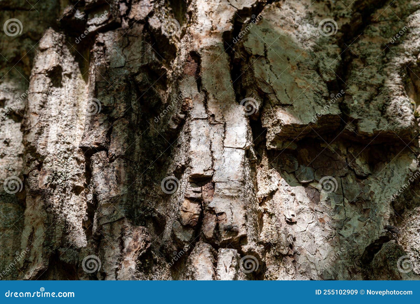 Wooden Background. the Texture of the Bark. Walnut Tree. Natural ...