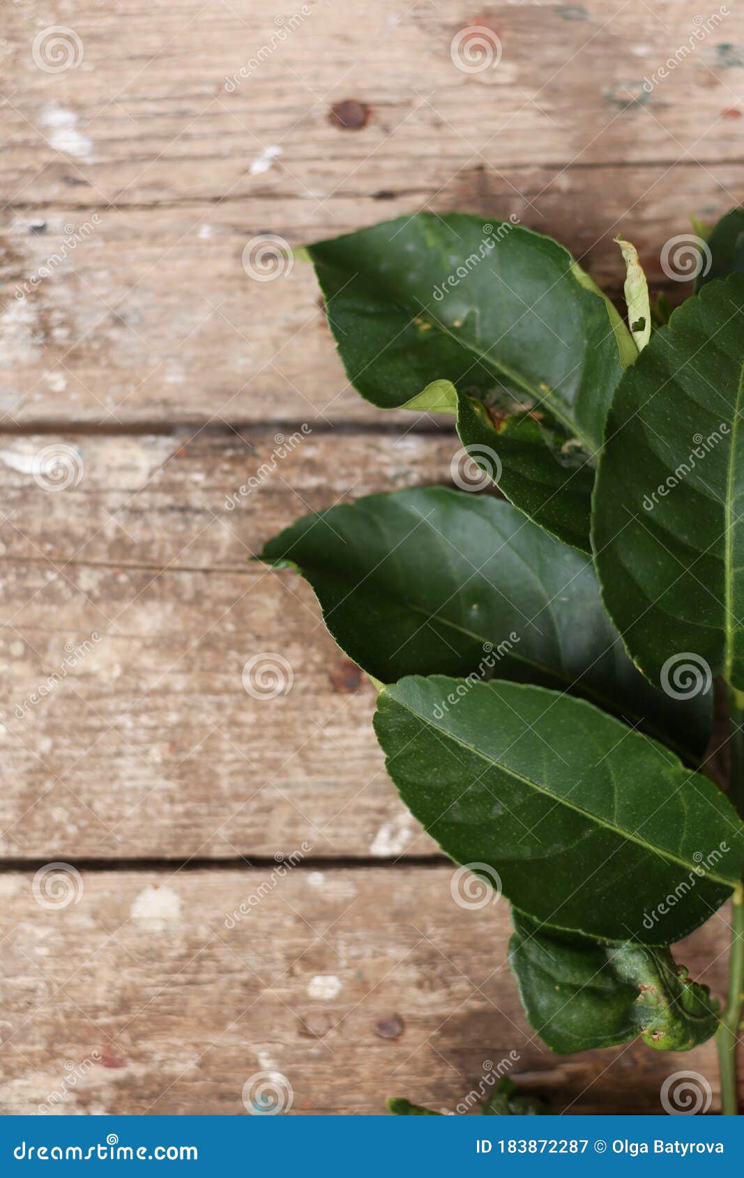 Lemon On A Branch And Limes. Chopped Grenade. On A Black Background ...
