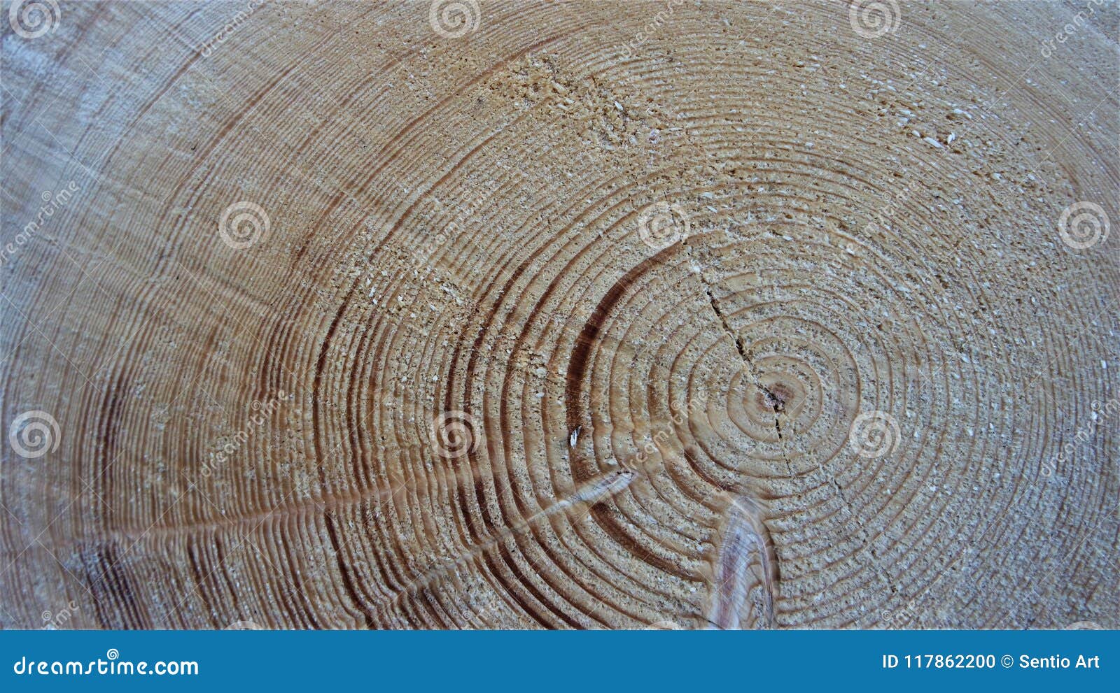 Wooden Annular Rings Stock Photography | CartoonDealer.com #104881856