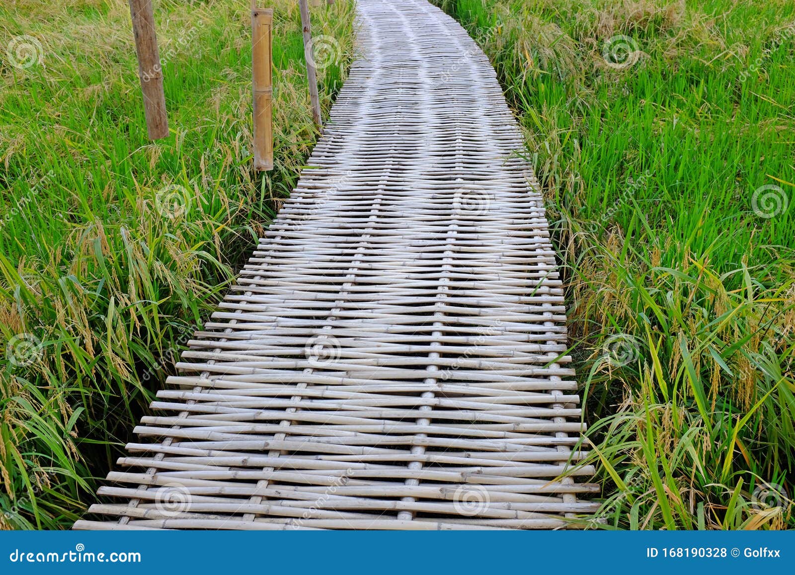 Wooden Bamboo Bridge on Rice Paddy Field Stock Photo - Image of grass ...