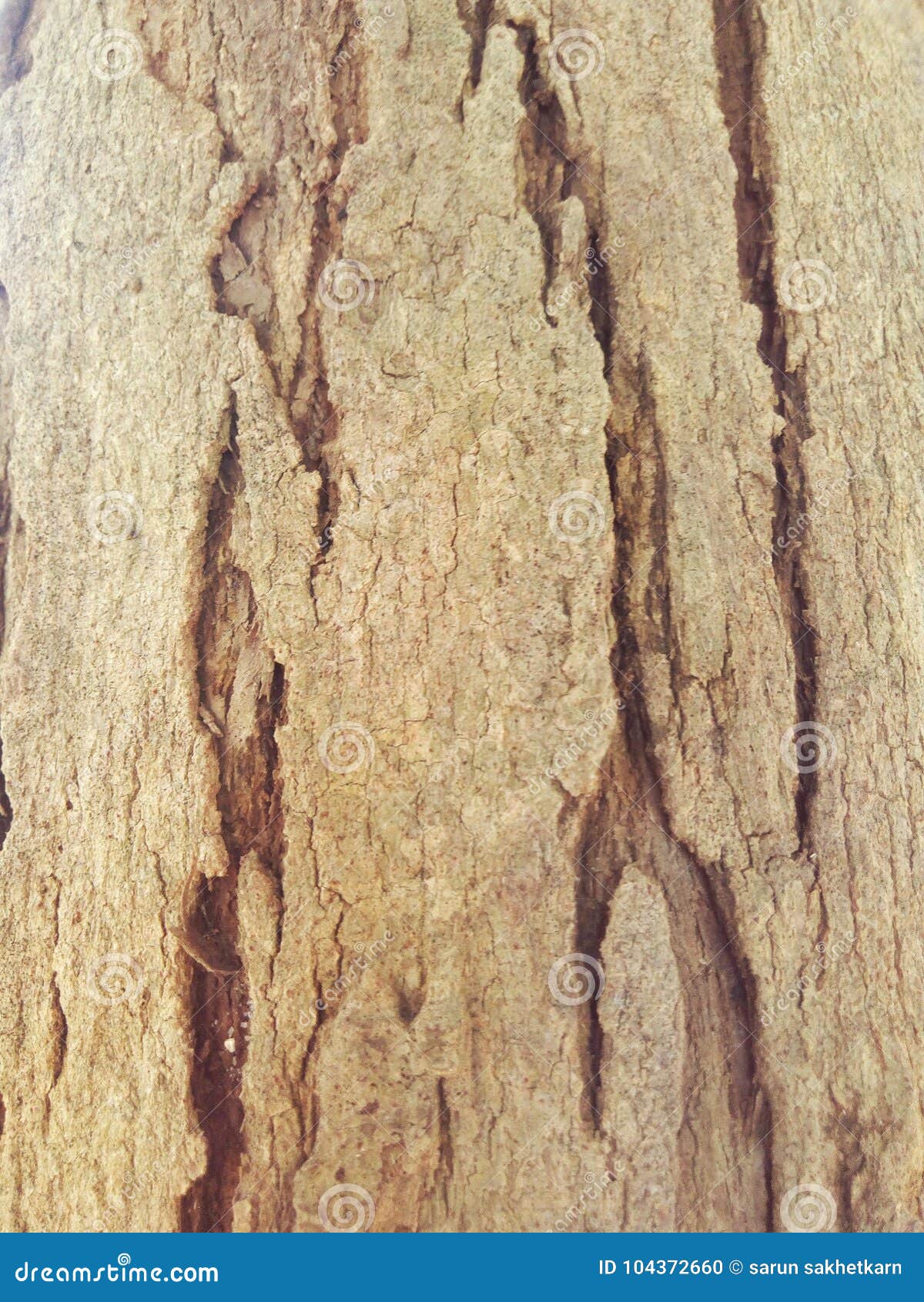 Wooden bark texture stock photo. Image of still, tree - 104372660