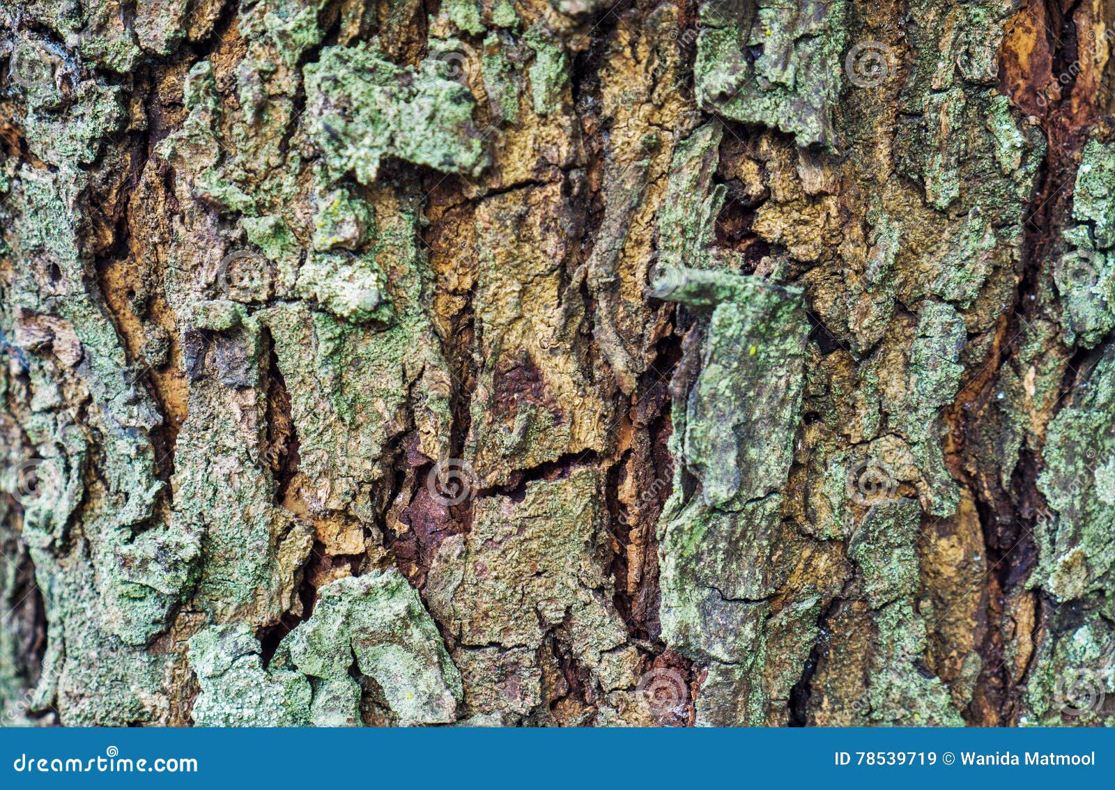 Wooden Bark Texture in Green and Brown Color Stock Image - Image of ...