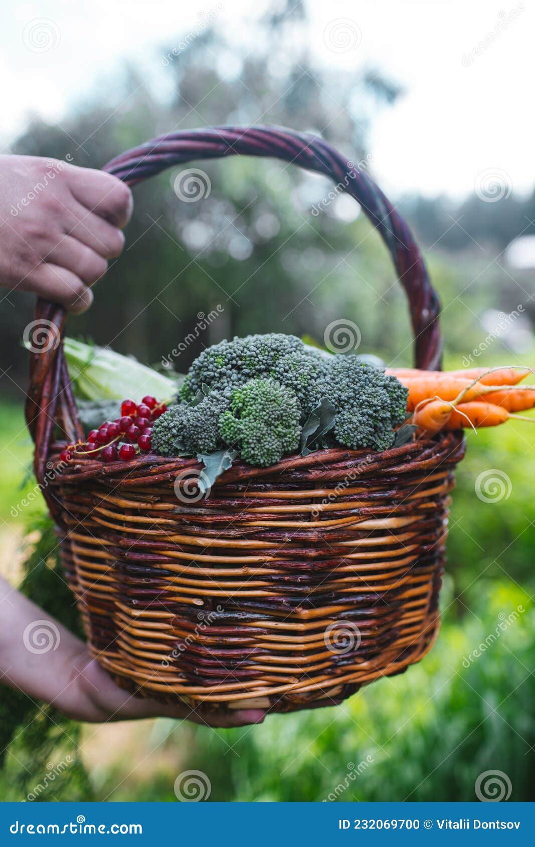 A Wooden Basket Full of Green Vegetables Outdoors Stock Photo - Image ...